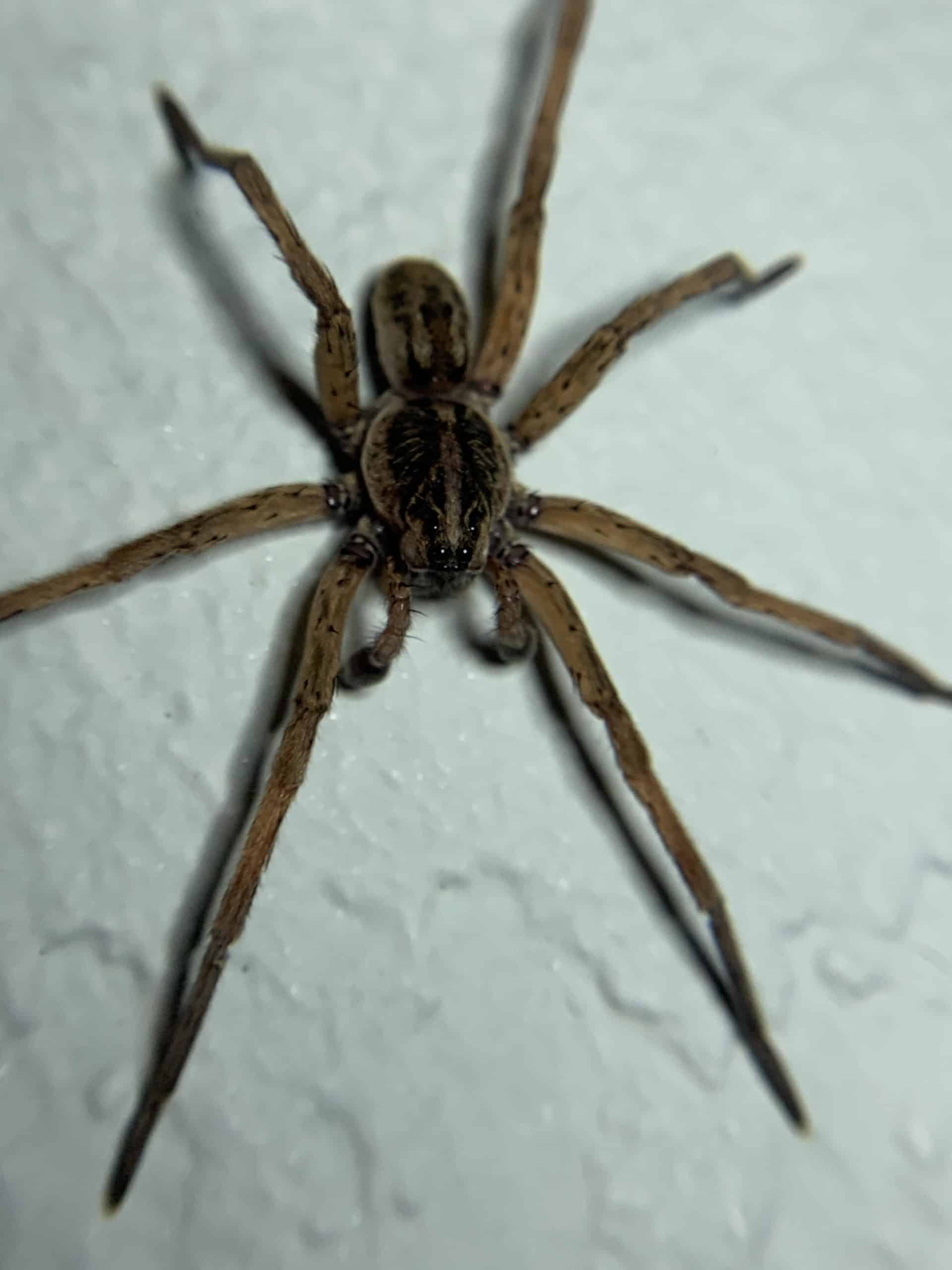 Wolf Spider at my house Dave s Pest Control