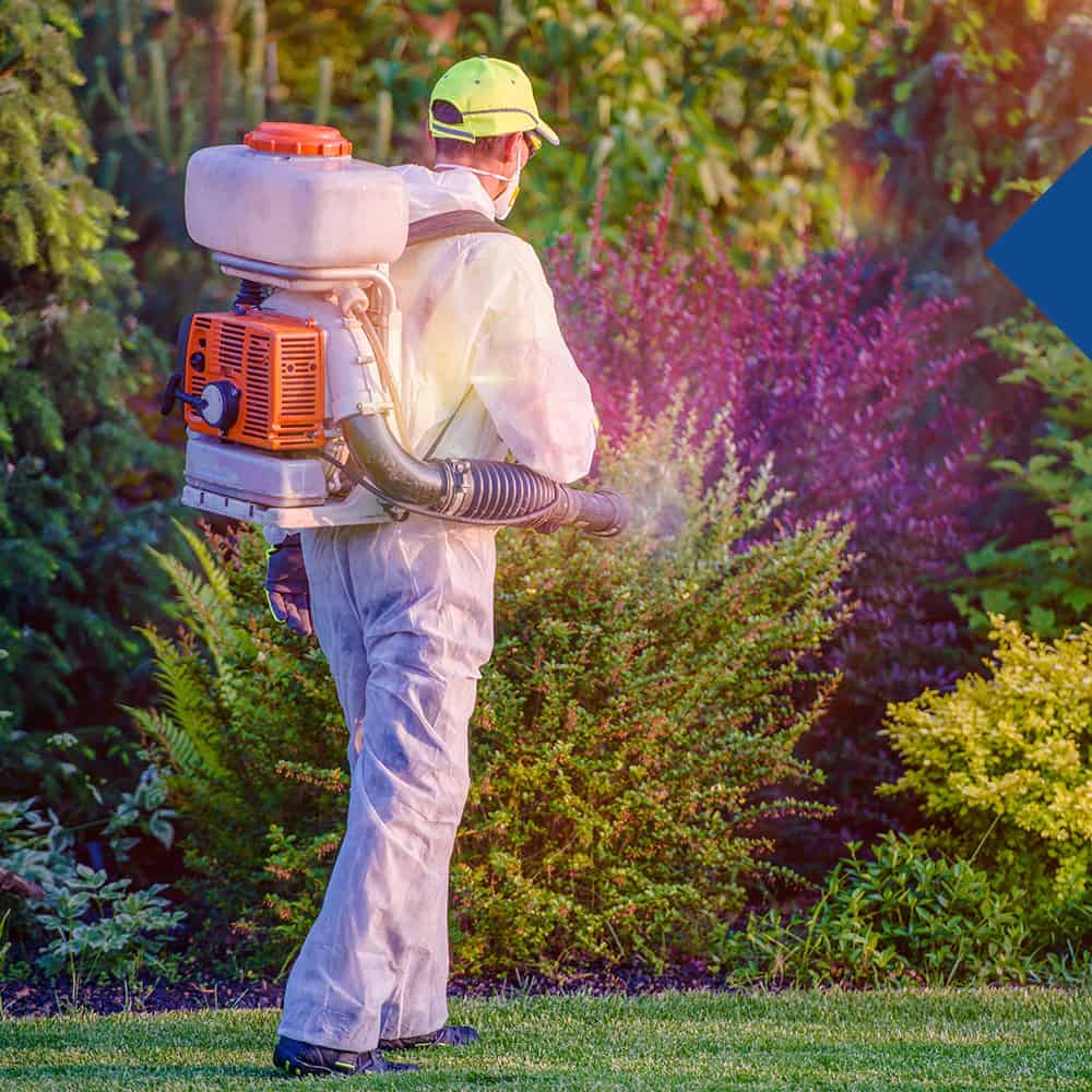 Pest Control - Learn More About Our Services | Dave's Pest Control