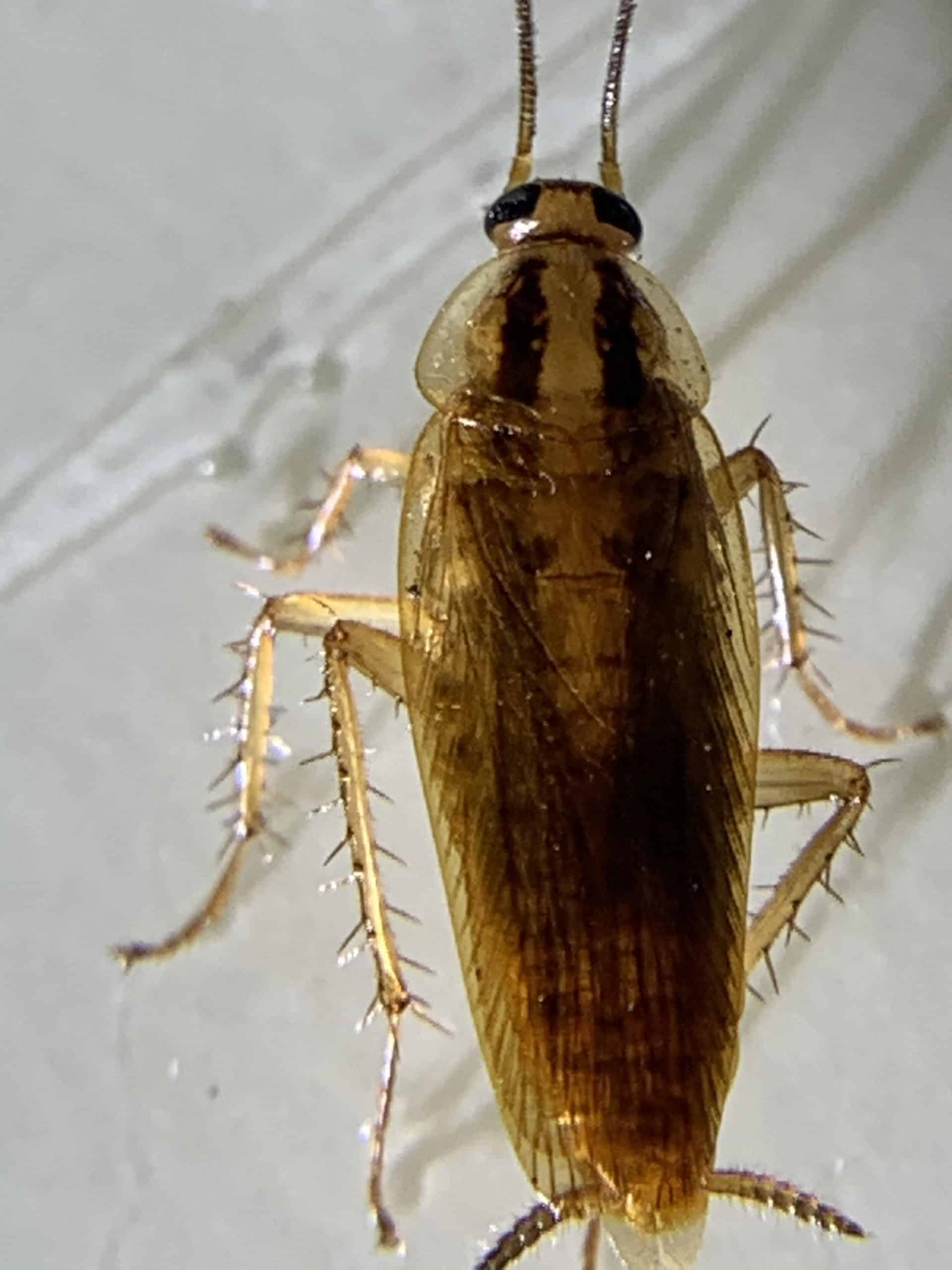 The Alien Invasion - Roaches - Dave's Pest Control