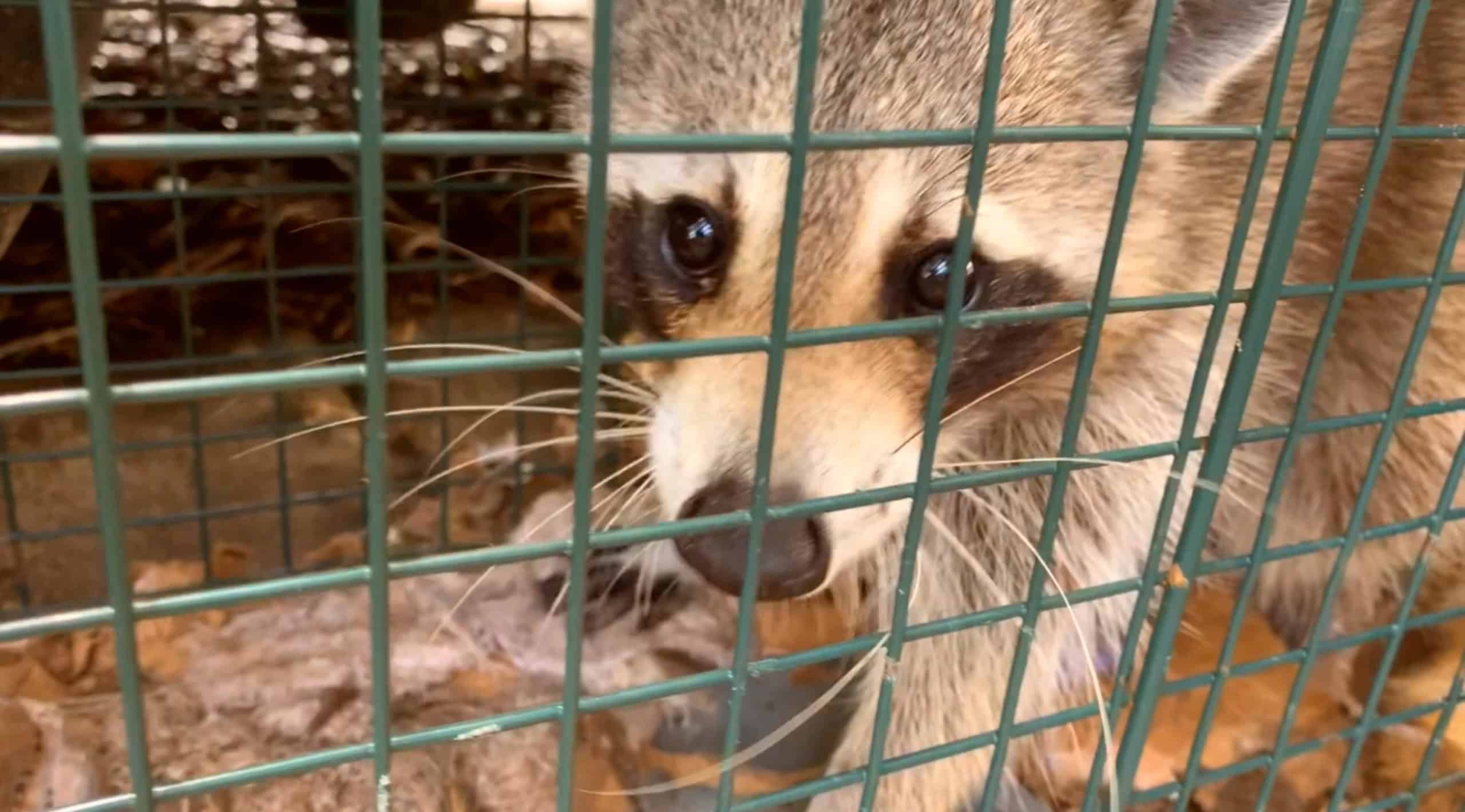 Florida Wildlife and Animal Control - Dave's Pest Control