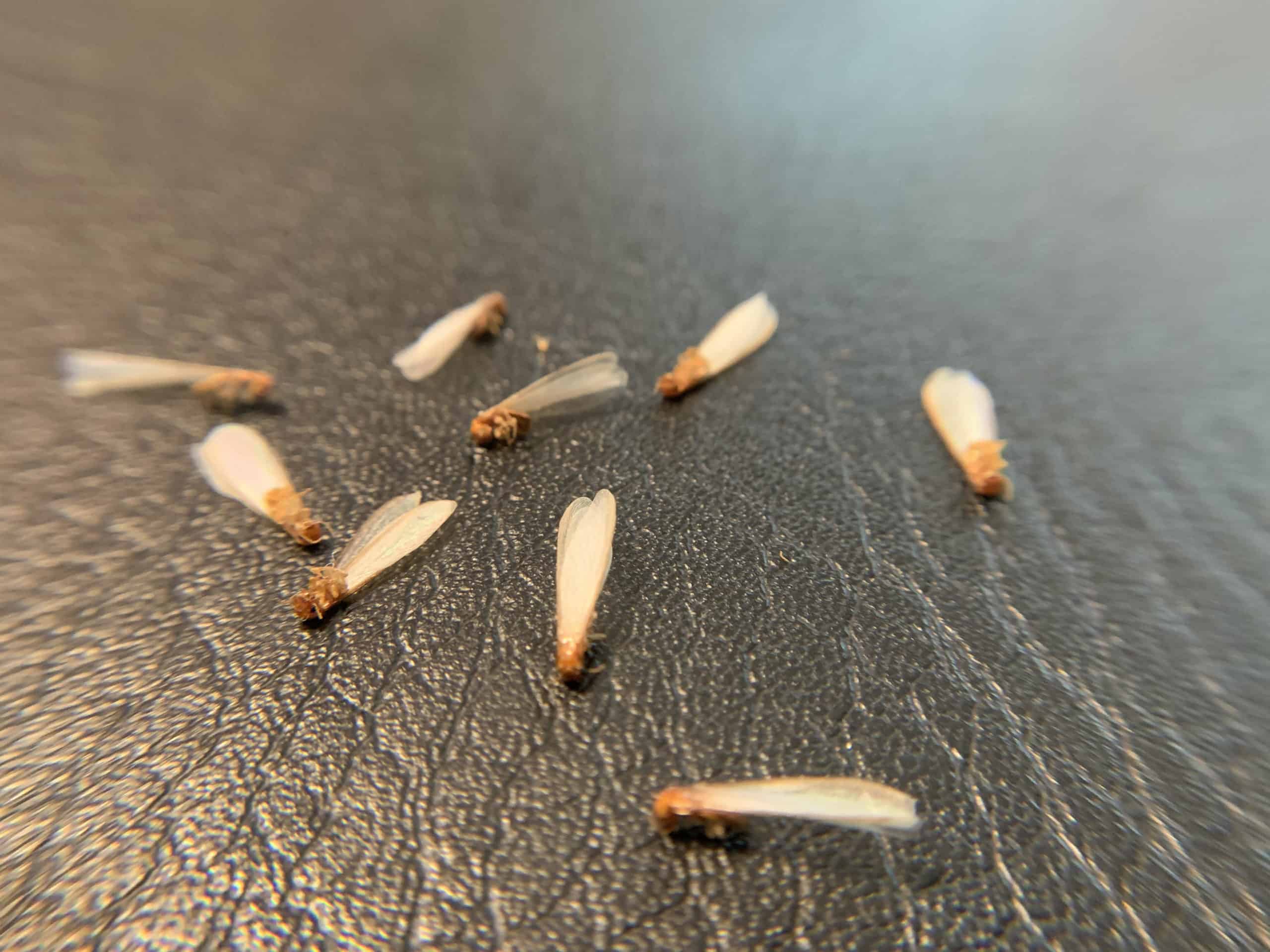 What's that Bug? A Guide on all Uncommon Bugs