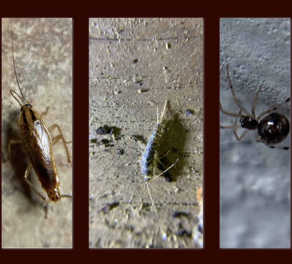 Roaches, Silverfish, and Spiders—Oh, my! - Dave's Pest Control