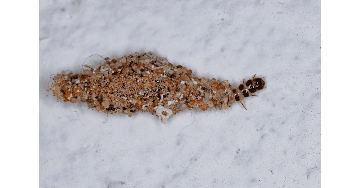 Plaster Bagworms - Dave's Pest Control