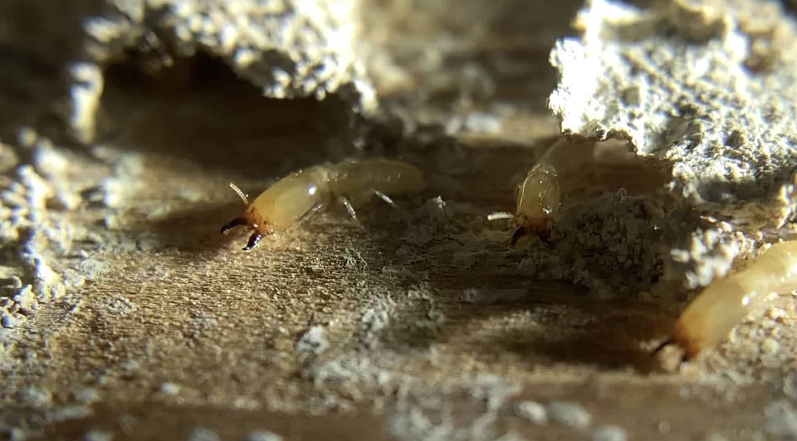 Termites in Florida: Why Florida Homeowners Need to Inspect Their Homes ...