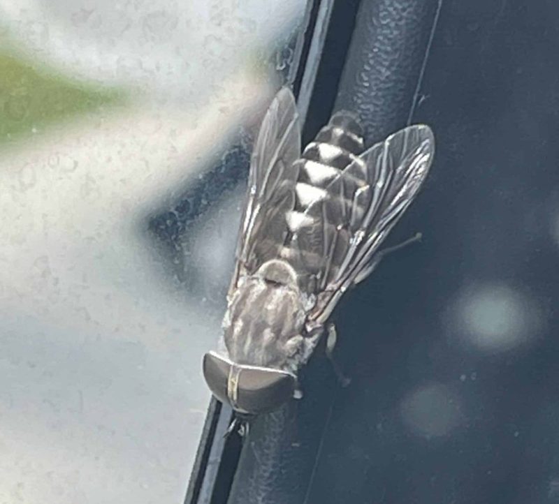 Flies in Florida: A Pesky Predicament and Homeowner Prevention - Dave's ...