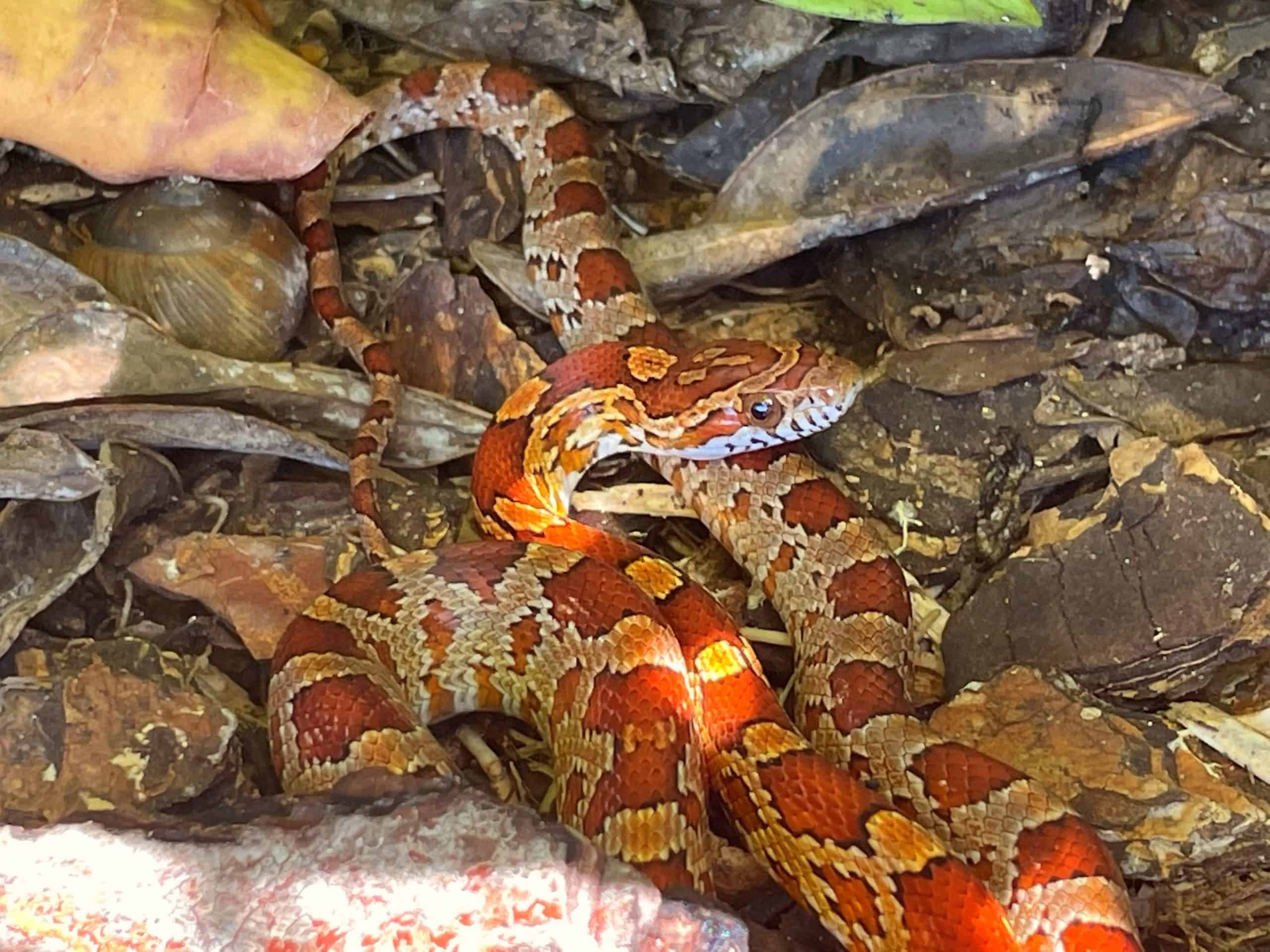 Understanding the fascinating Snakes of Florida: Rat Snakes, Black ...