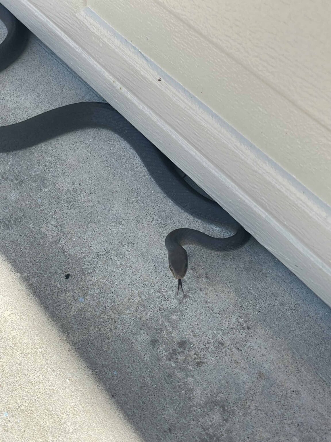 Understanding the fascinating Snakes of Florida: Rat Snakes, Black ...