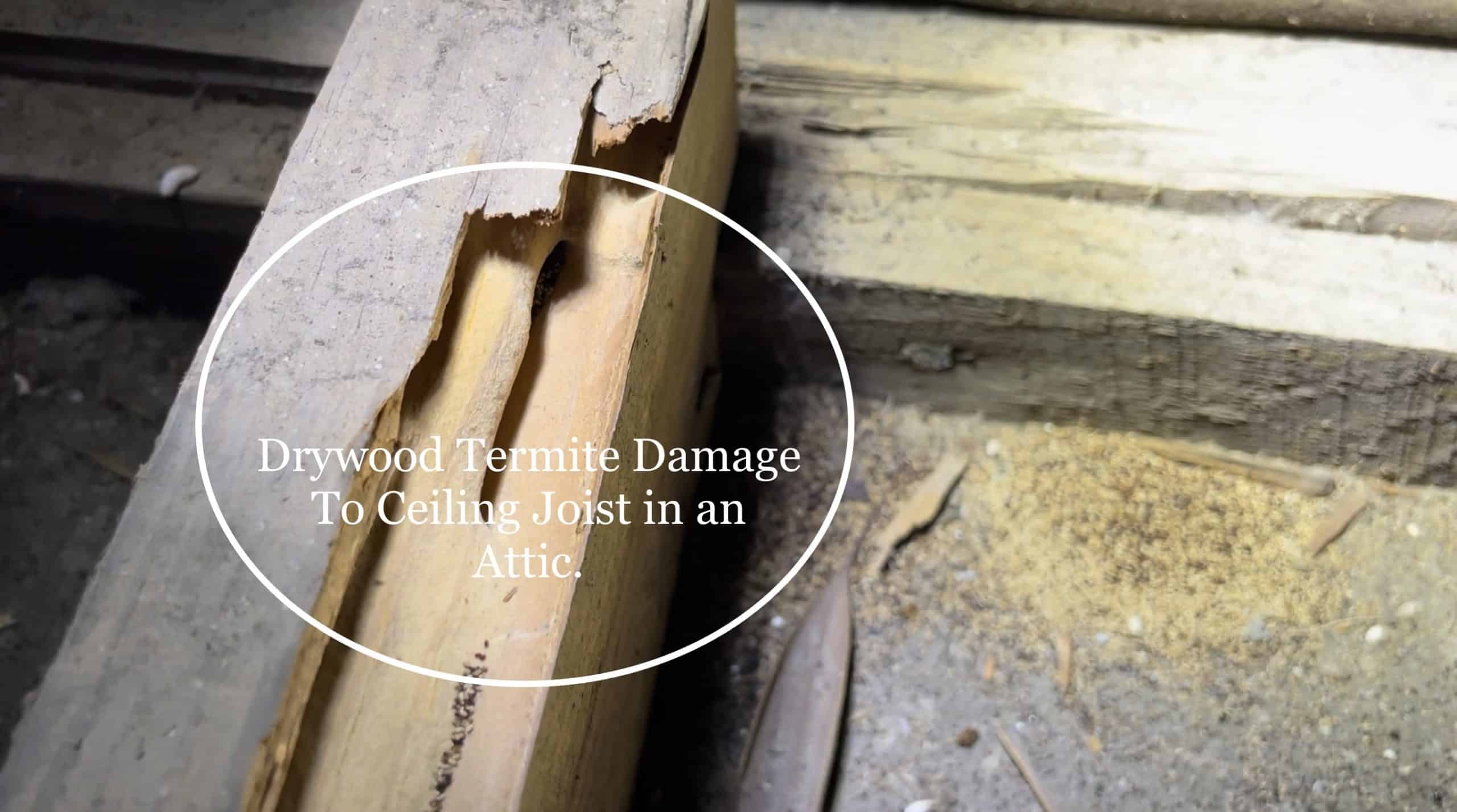 Drywood Termite Frass and Swarms | Signs of Termite Infestation