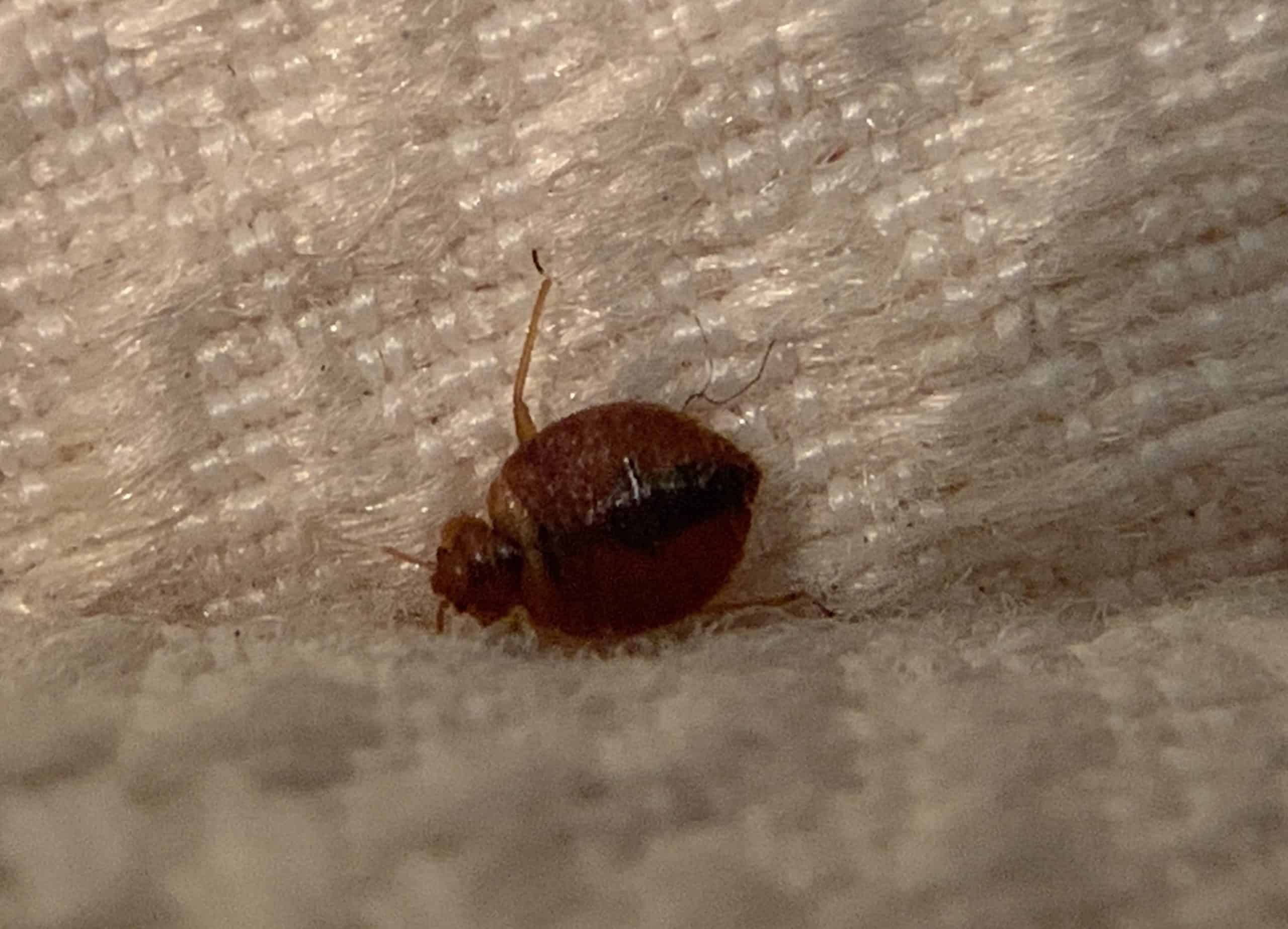 Little Black Bug With Wings In Bedroom Travelling Tips To Prevent Bed