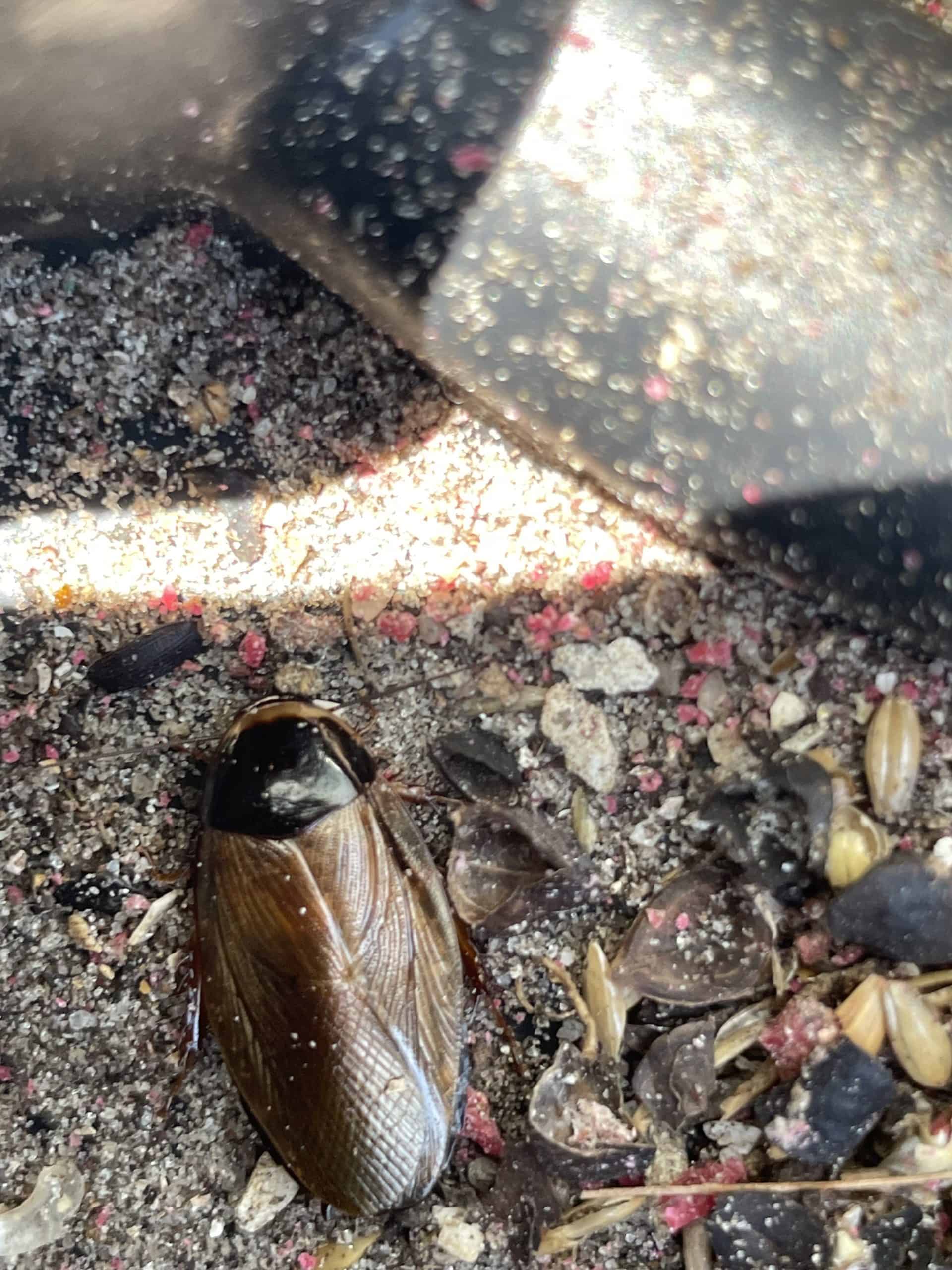 The Tenacious Roach: From Cohabitation to Pest Control Evolution - Dave ...