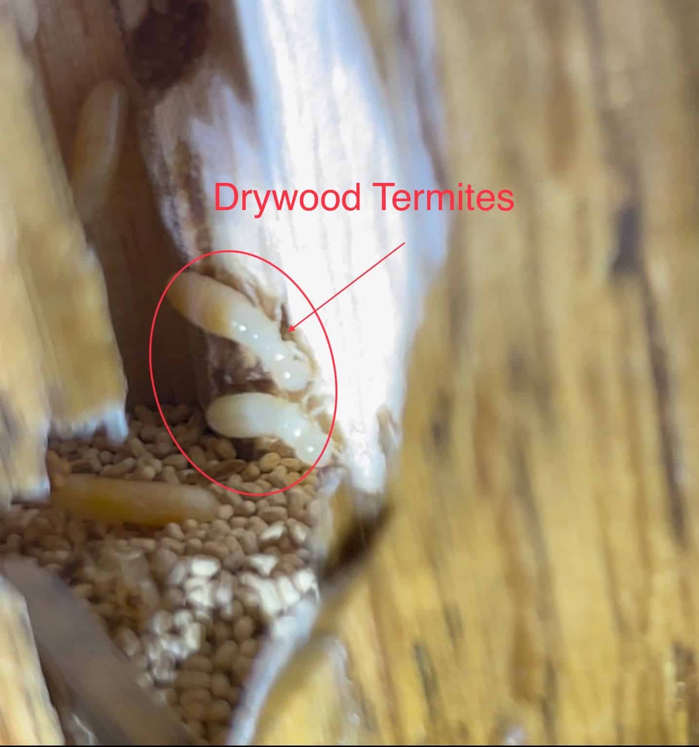 Threats and Signs of Drywood Termites in Florida Homes