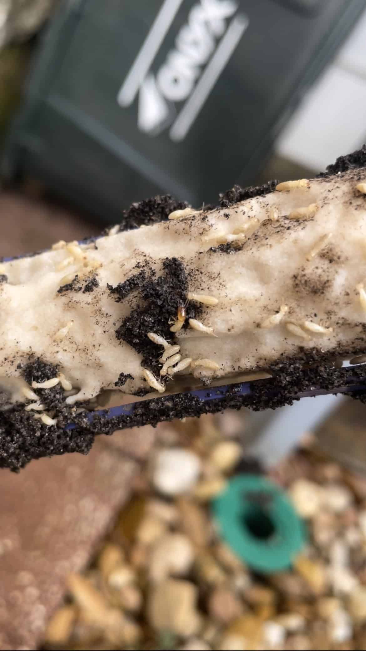 Water Leaks vs. Subterranean Termites: Are They Closely Related?