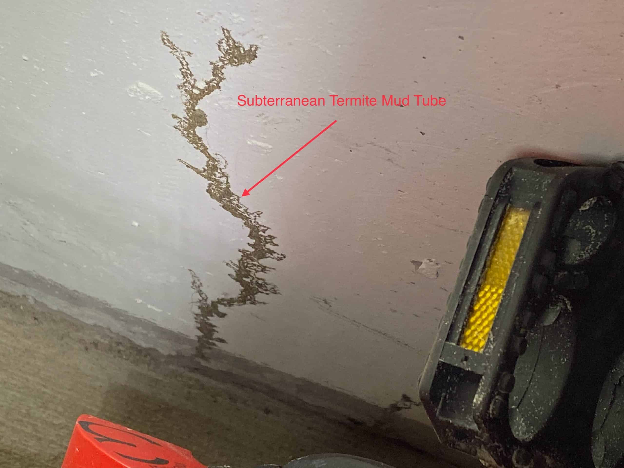 The Silent Threat: Subterranean Termites and Their Destructive Impact ...