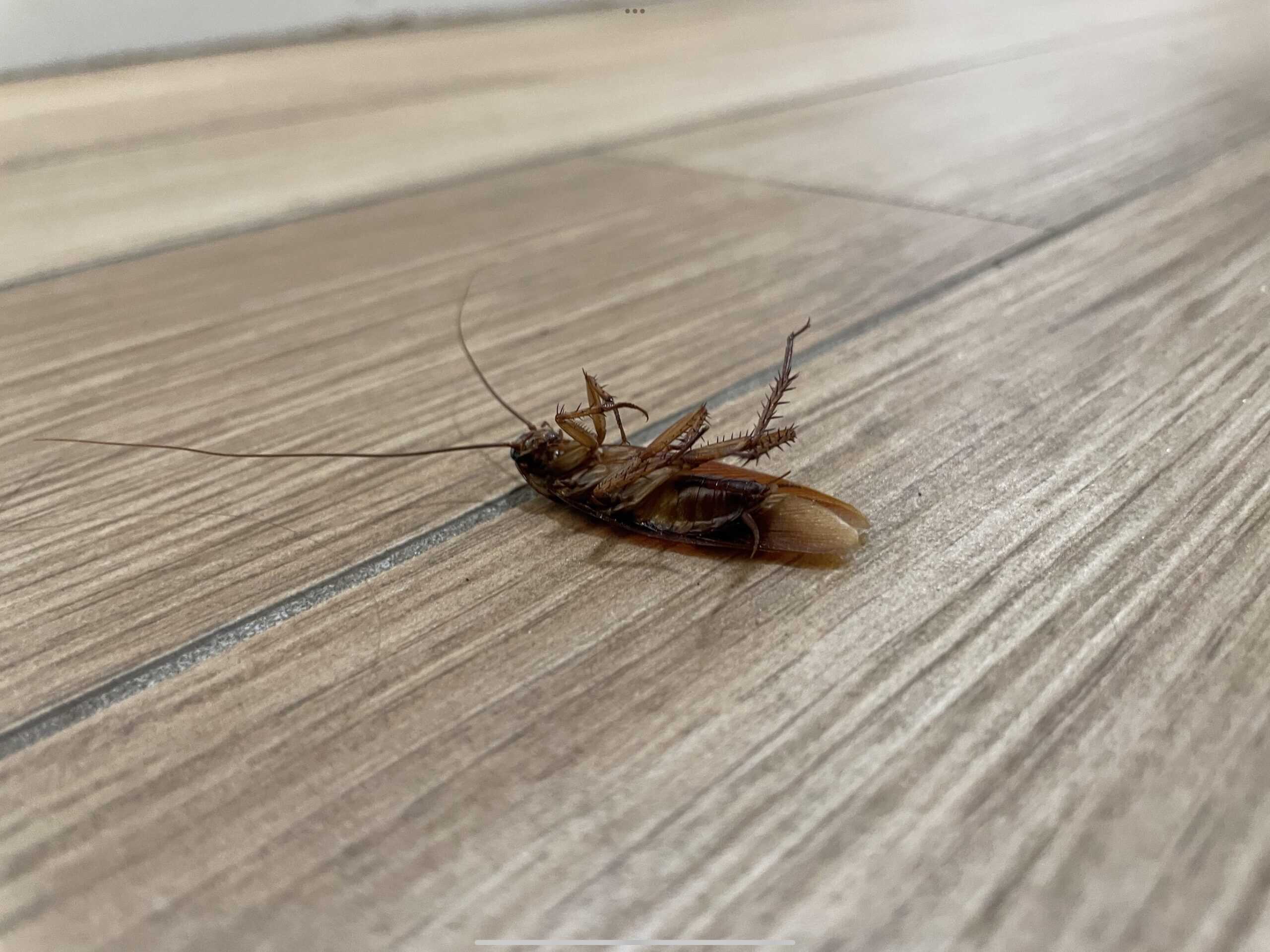 Roaches in Florida: Metamorphosis, Species and Control