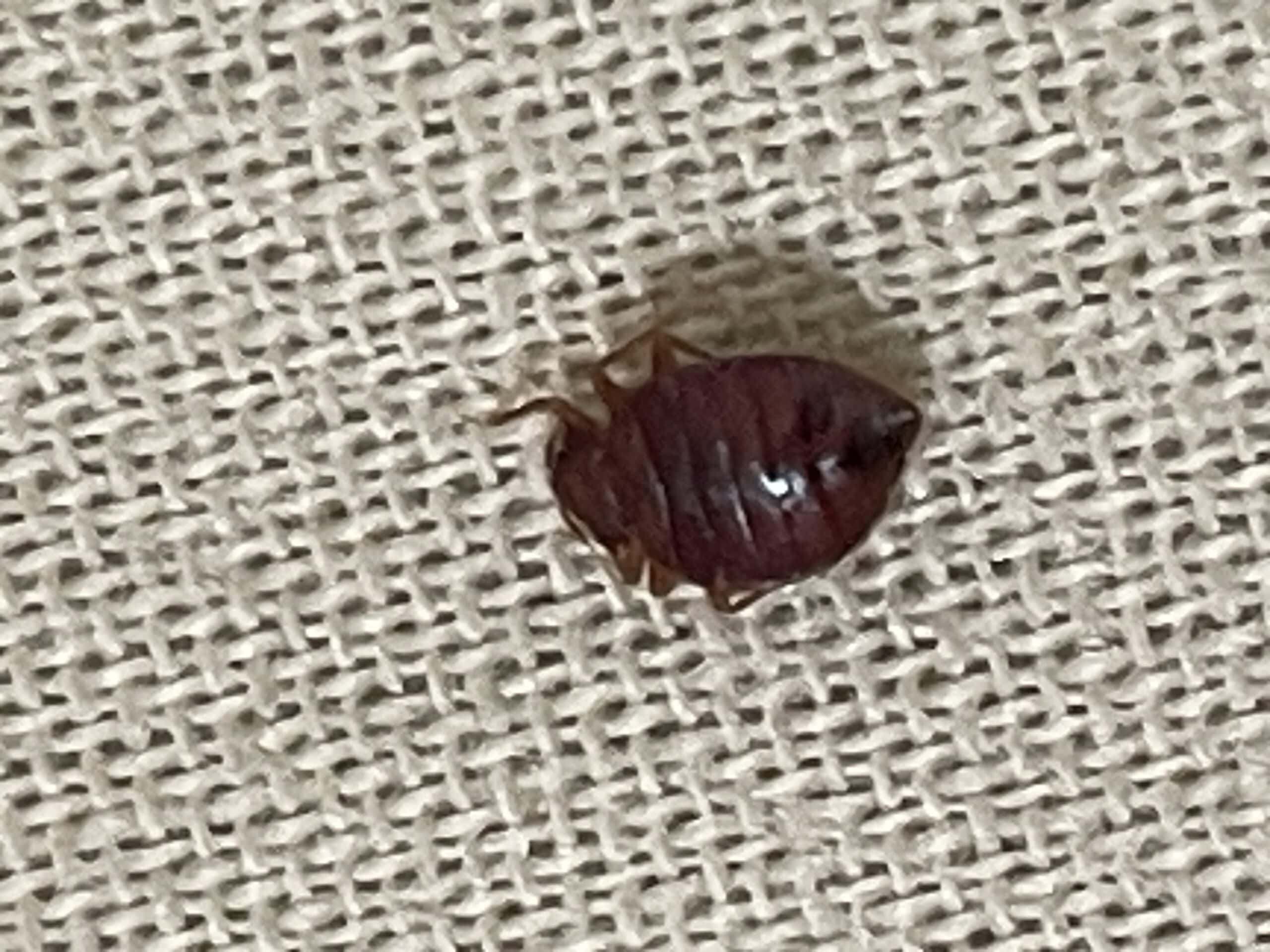 Understanding Bed Bugs: Identification, Life Cycle and Control