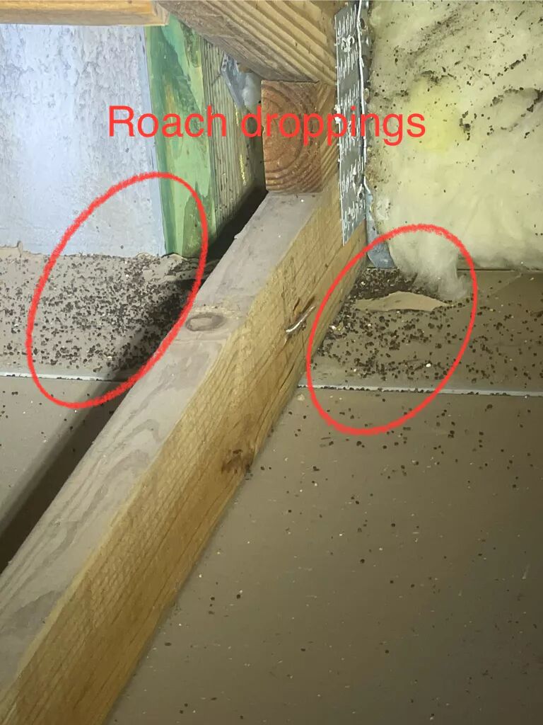 Cockroach Droppings: What Do They Look Like?