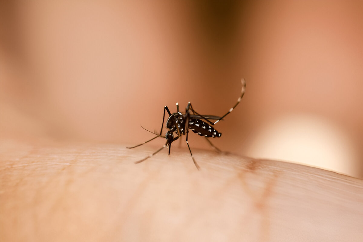 Best Mosquito Exterminators in Florida | Mosquito Control Near Me