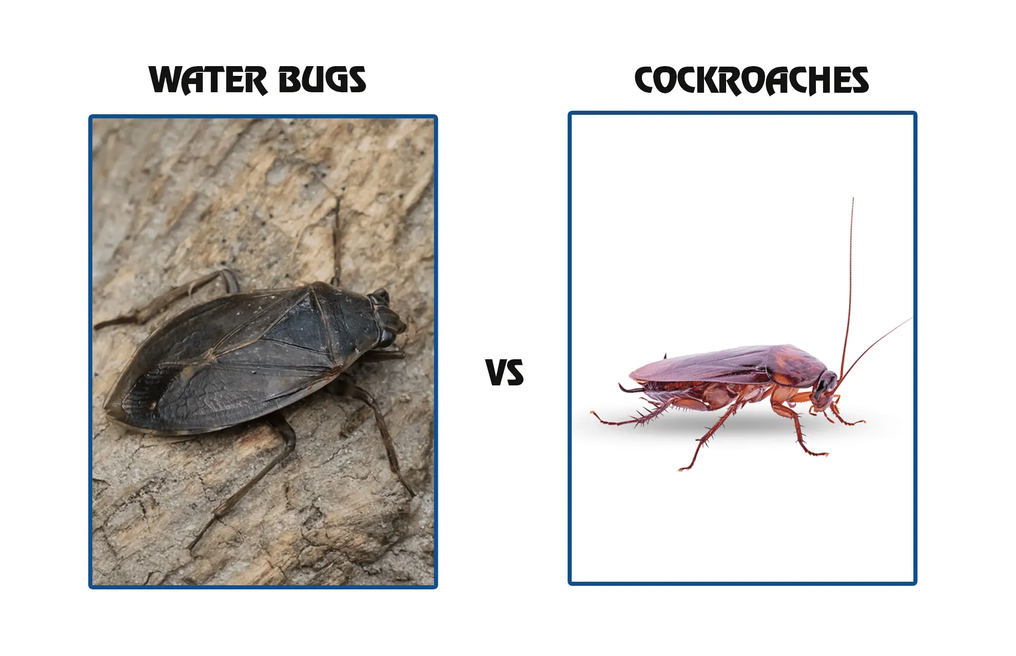 Water Bugs vs Cockroaches: How to Differentiate?