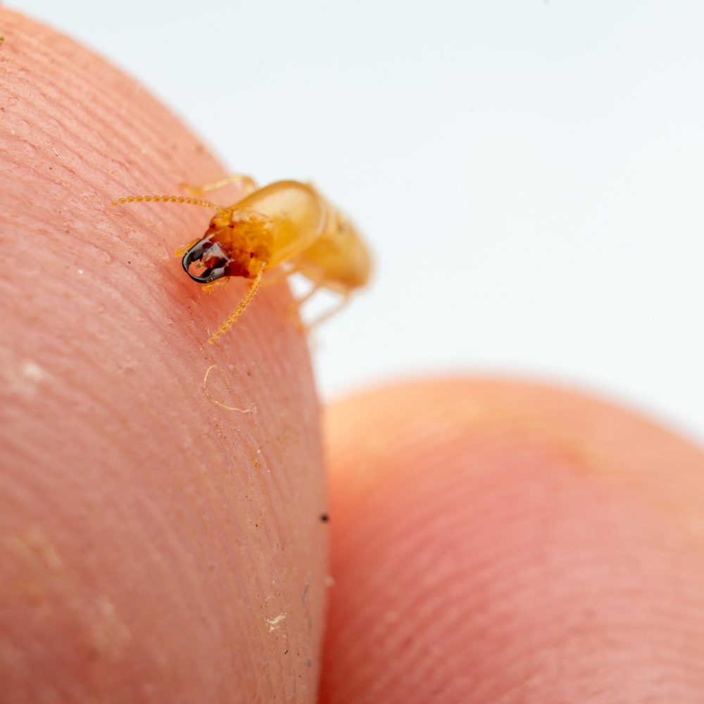 Do termites bite? Are they dangerous to humans?