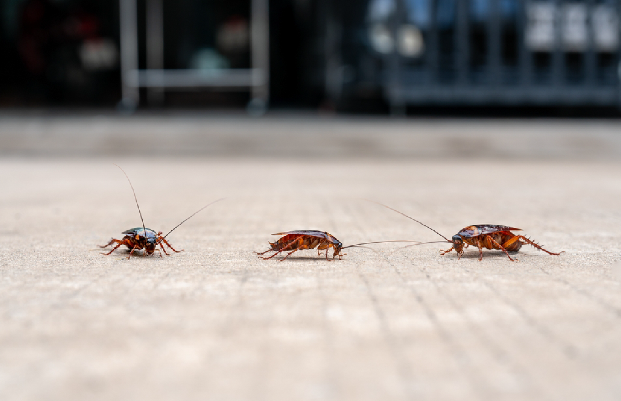 What Do Cockroaches Look Like | Dave's Pest Control