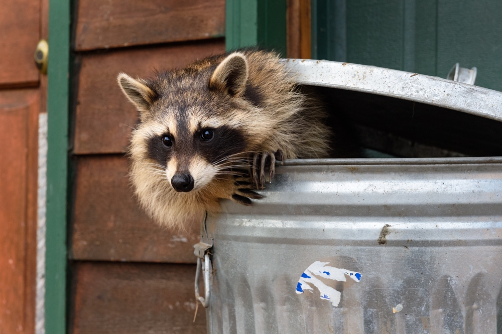 Are Raccoons Dangerous? Real Dangers Behind the Cute Face