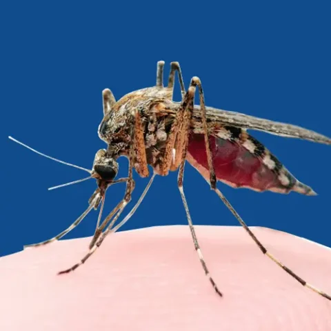 Best Mosquito Exterminators in Florida | Mosquito Control Near Me