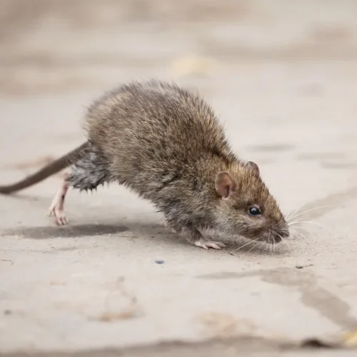 Rodent Control Near Me | Best Mice Exterminators in Florida